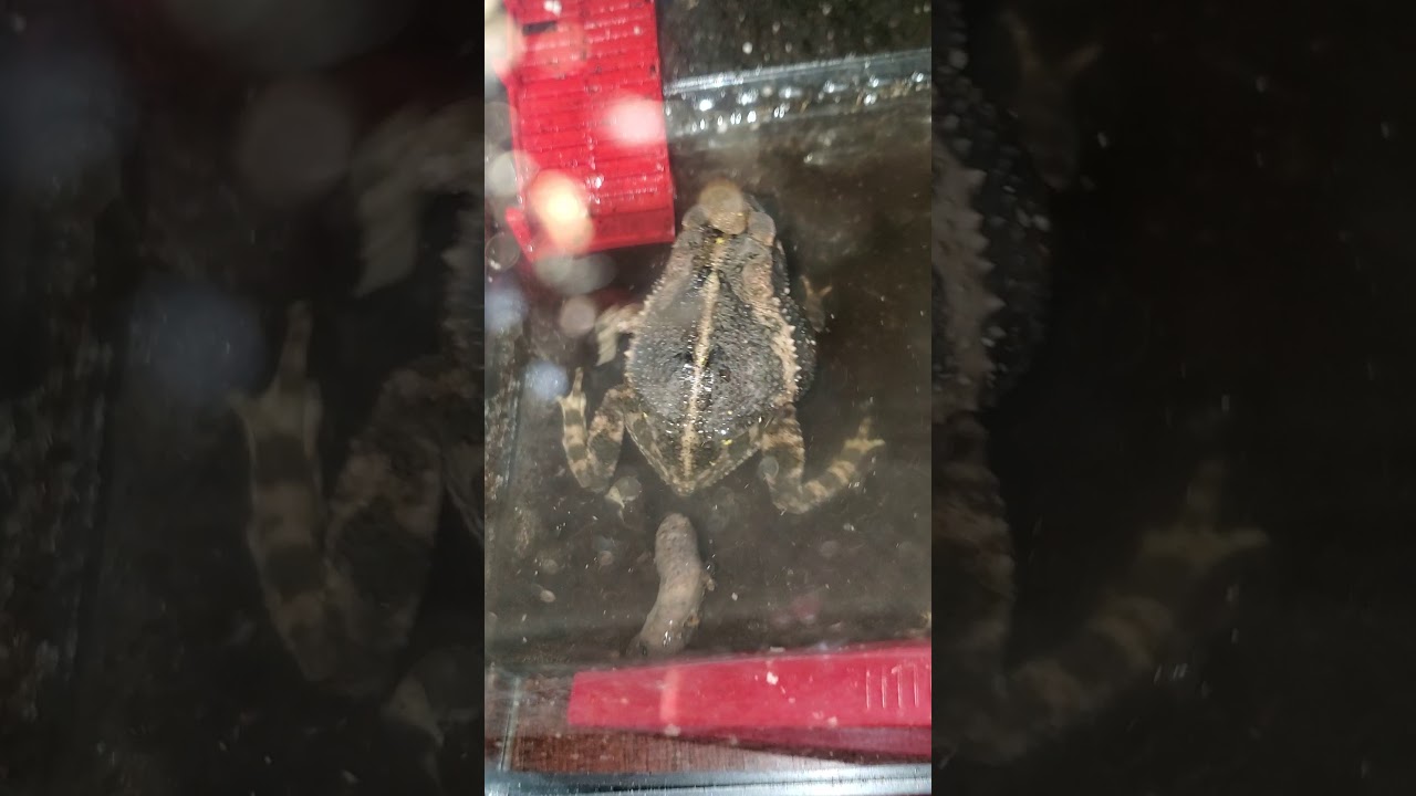 My toad lays a poop - YouTube