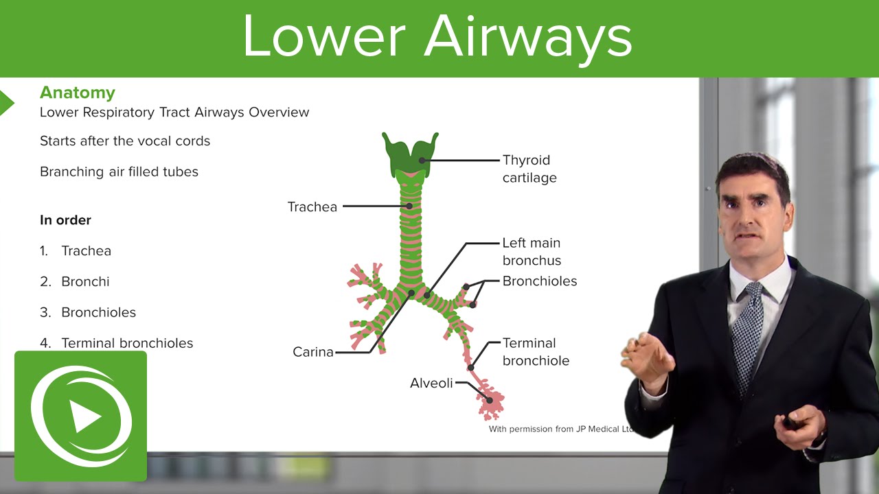 Lower Airways – Respiratory Medicine | Medical Education Videos - YouTube