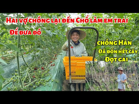 [250] đến Chổ làm của em trai đưa đồ chồng Hàn đã đốn hết đọt gai 