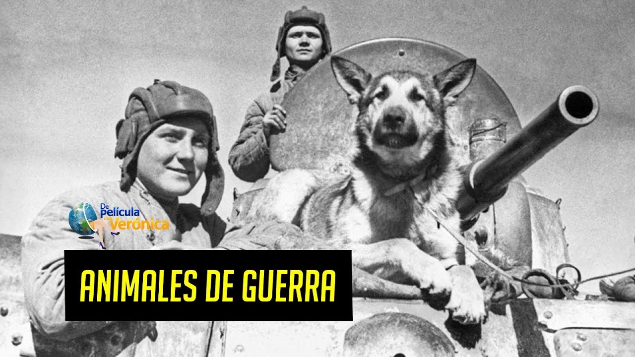 ANIMALES DE GUERRA - YouTube