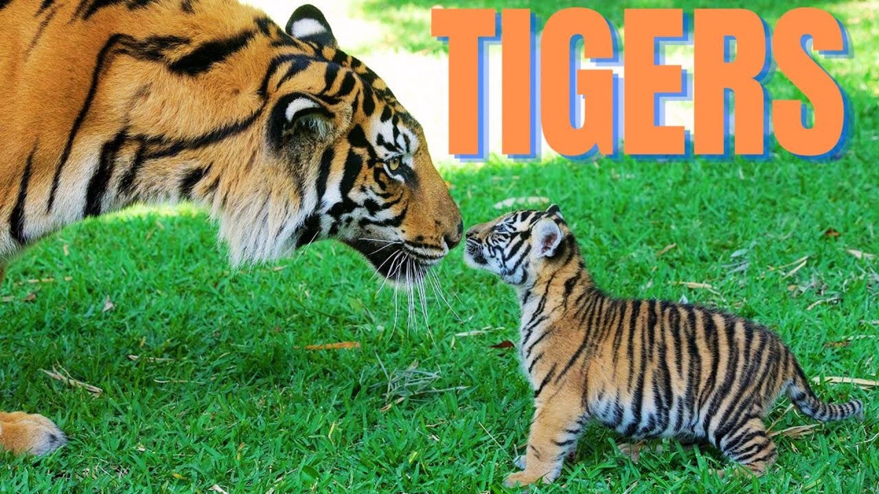 ALL ABOUT TIGERS - YouTube