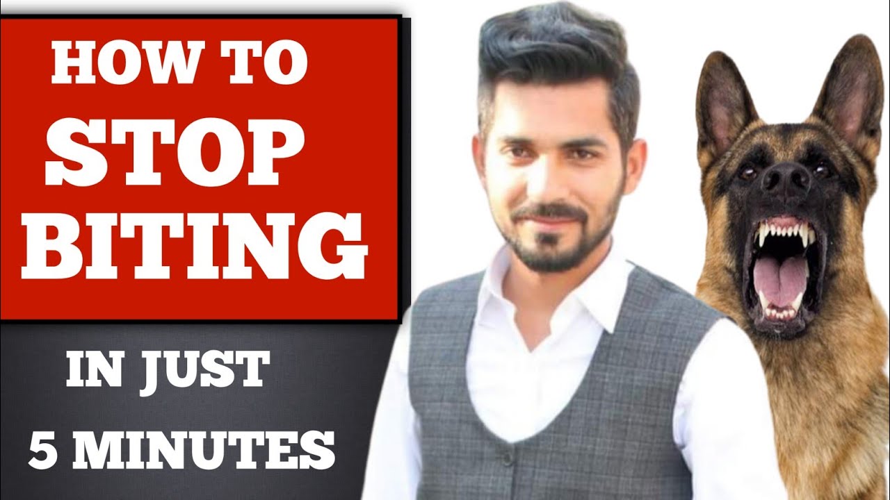 Stop dog biting || how to stop dog puppy biting || - YouTube