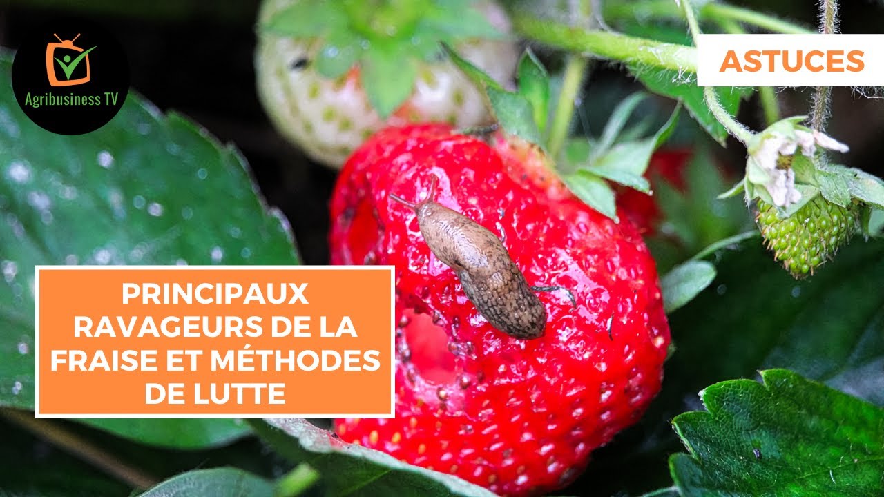 Astuces : Principaux ravageurs de la fraise et méthodes de lutte - YouTube