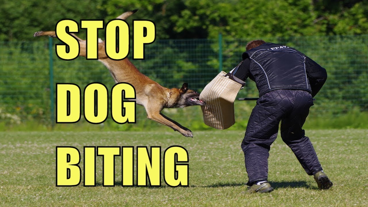 How To Stop A Dog From Biting Best Practices To Deal With An how-to-stop-a-dog-from-biting-best-practices-to-deal-with-an
