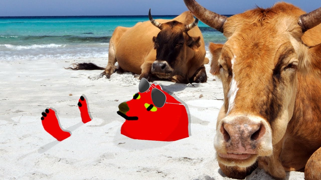 How to Win a Fight Against a Cow | Joe VS Animals - YouTube