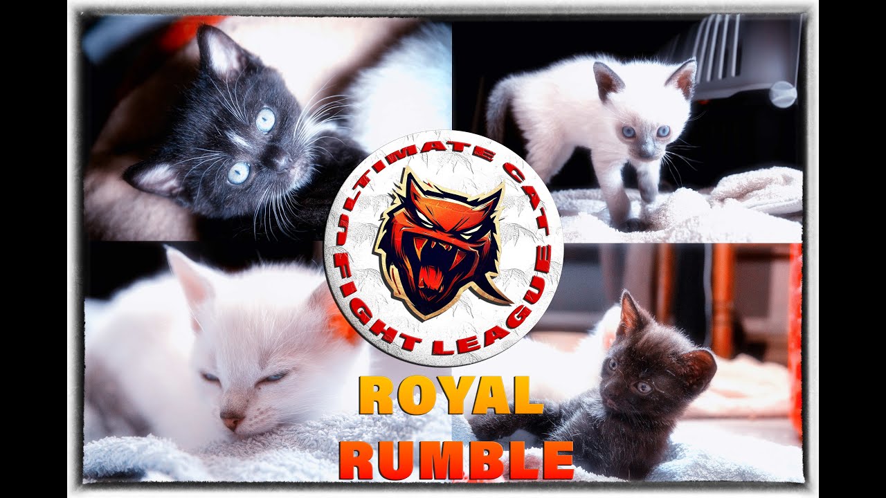 Royal Rumble : #UCFL Ultimate Cat Fight League EP 03 - YouTube