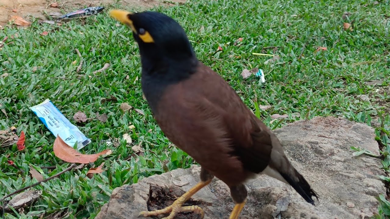 sturnidea. a beautiful birds. shalikh pakhi.talking birds. - YouTube