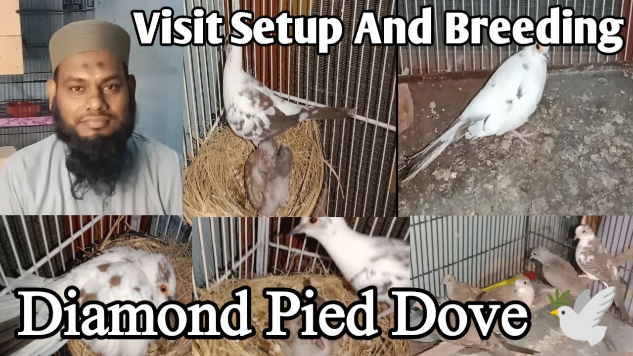 Diamond Pied Dove Breeding Tips l Dove Complete Breeding Information l ...