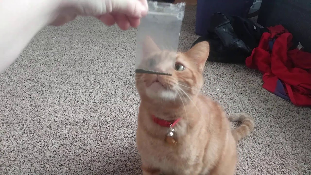 dangers of catnip - YouTube