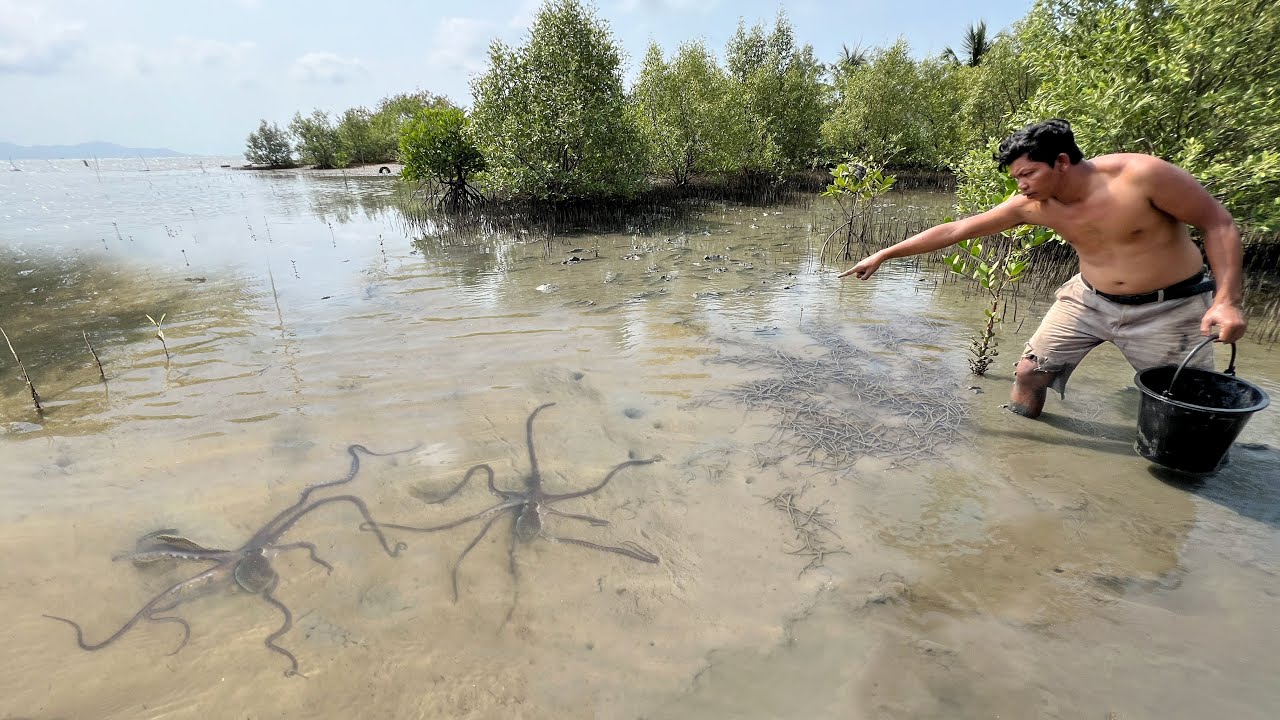 Amazing Catching Octopus In Mud Sea after Low Tide | Fishing by Hand ...