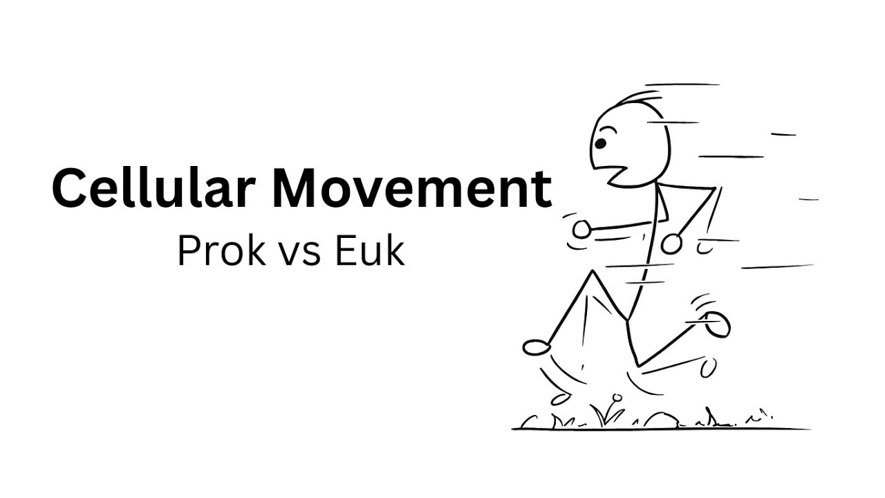 Prokaryotes and Eukaryotes - How Do Cells Move? - YouTube