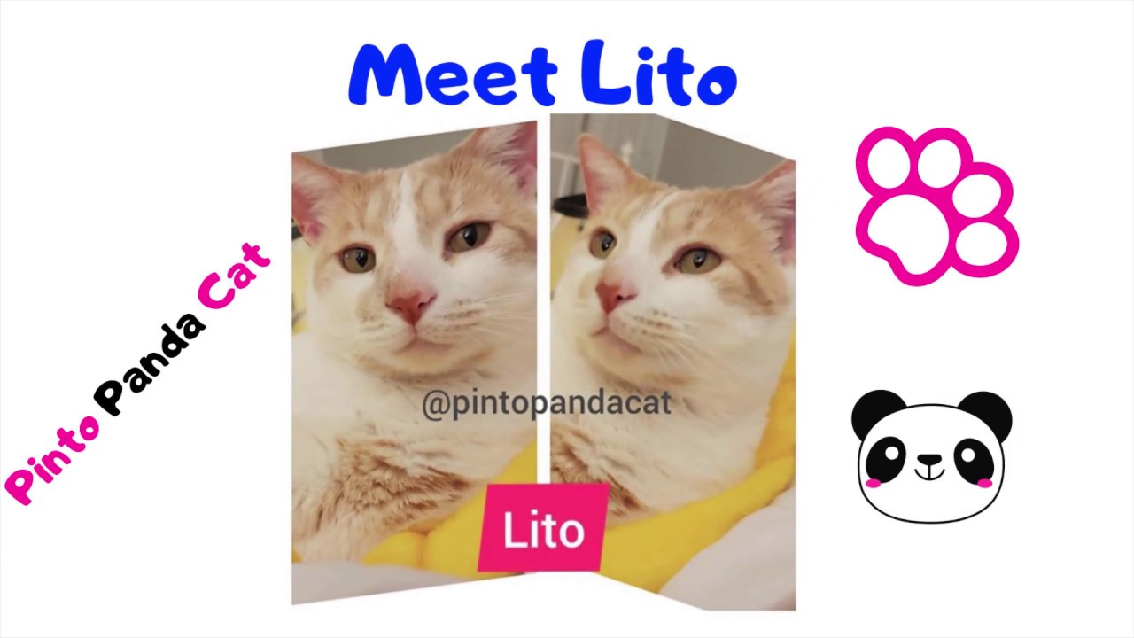 Meet Lito the Yellow Cat and part of the Pinto Panda Cat family - YouTube