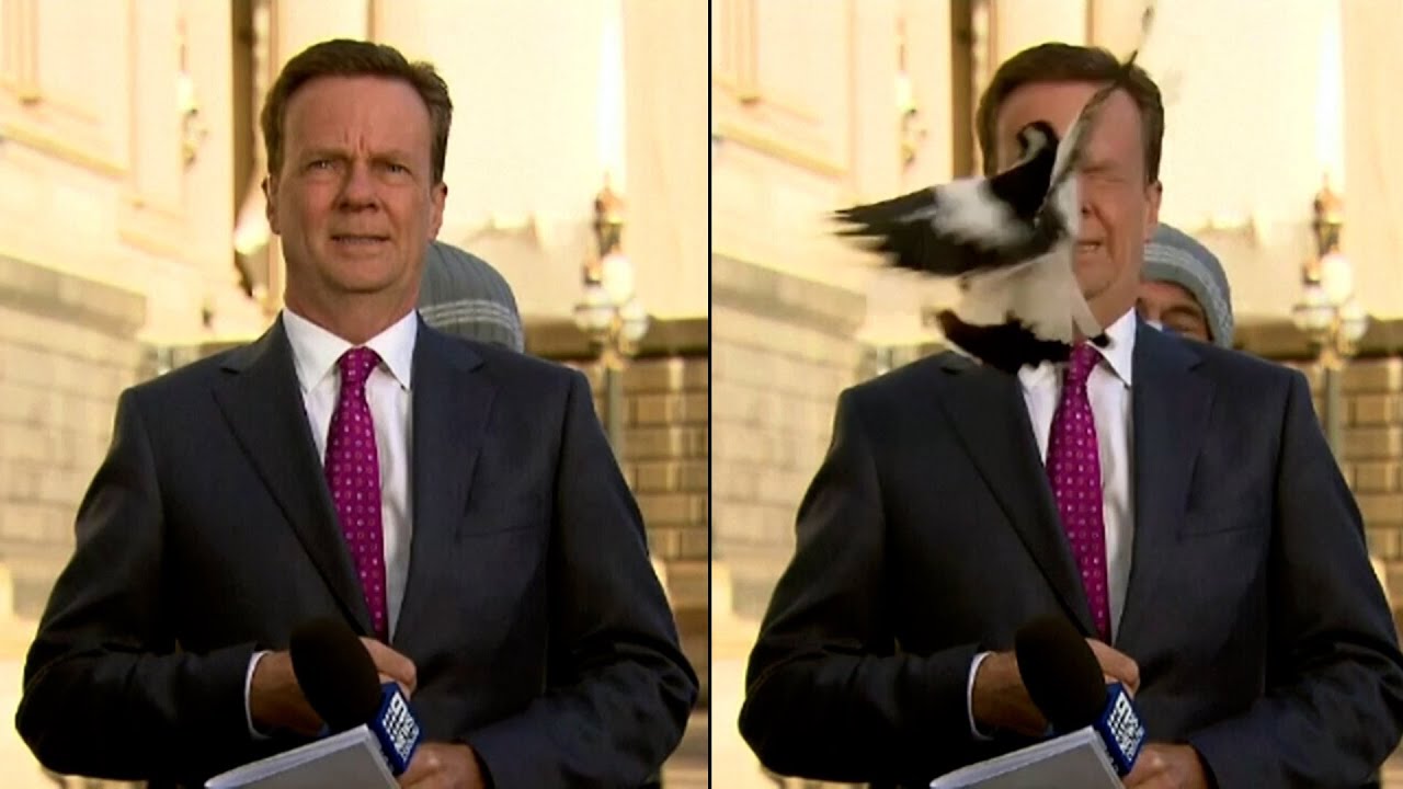 Bird Swoops Into Reporter’s Face Just Before Going Live - YouTube