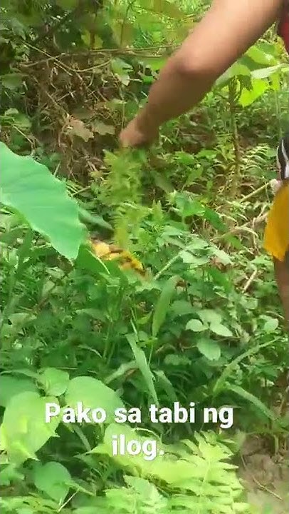 Pako sa tabi ng ilog - YouTube