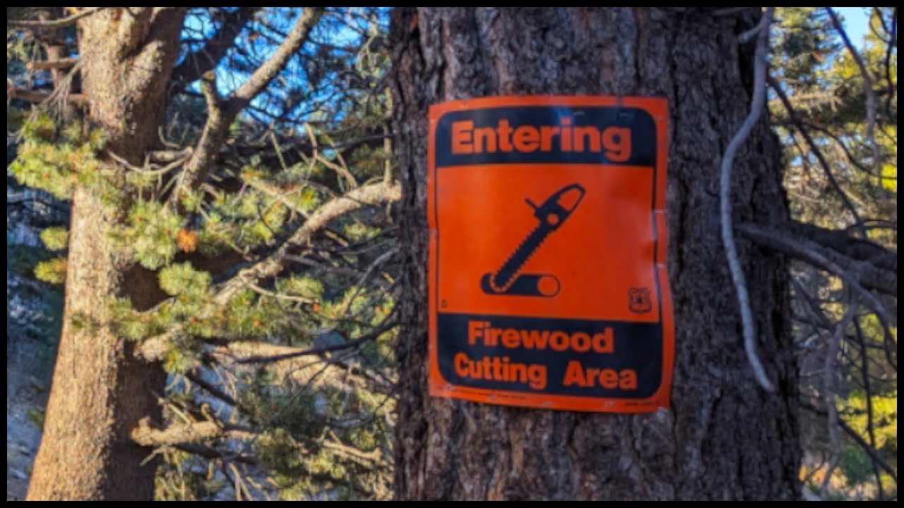 Firewood cutting in the National Forest | Testing custom made utility ...