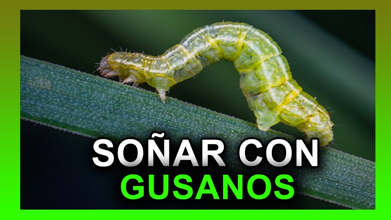 Significado de SOÑAR con GUSANOS 🐛🐛 Significado y Curiosidades ≀ ...