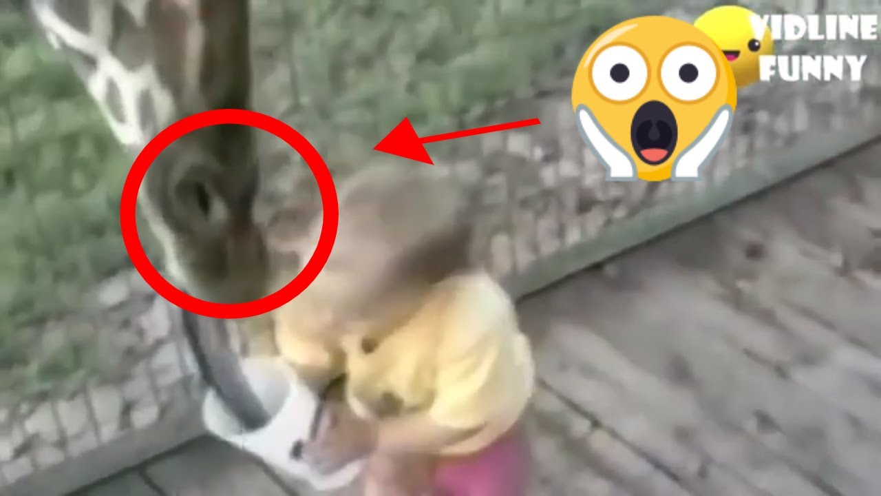 TRY NOT TO LAUGH 2019 | Funniest fails in the zoo! Best Fails ...