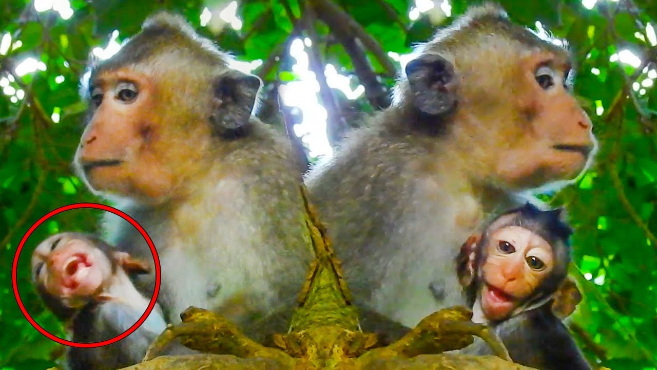 BABY VIWA CATCH OUT MOM BY OTHER MONKEY LOOKS VERY HUNGRY. - YouTube