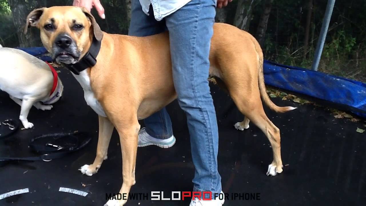 Dog Kinetic Trampolin Muskulatur Übungen - www.dog-kinetic.com - YouTube