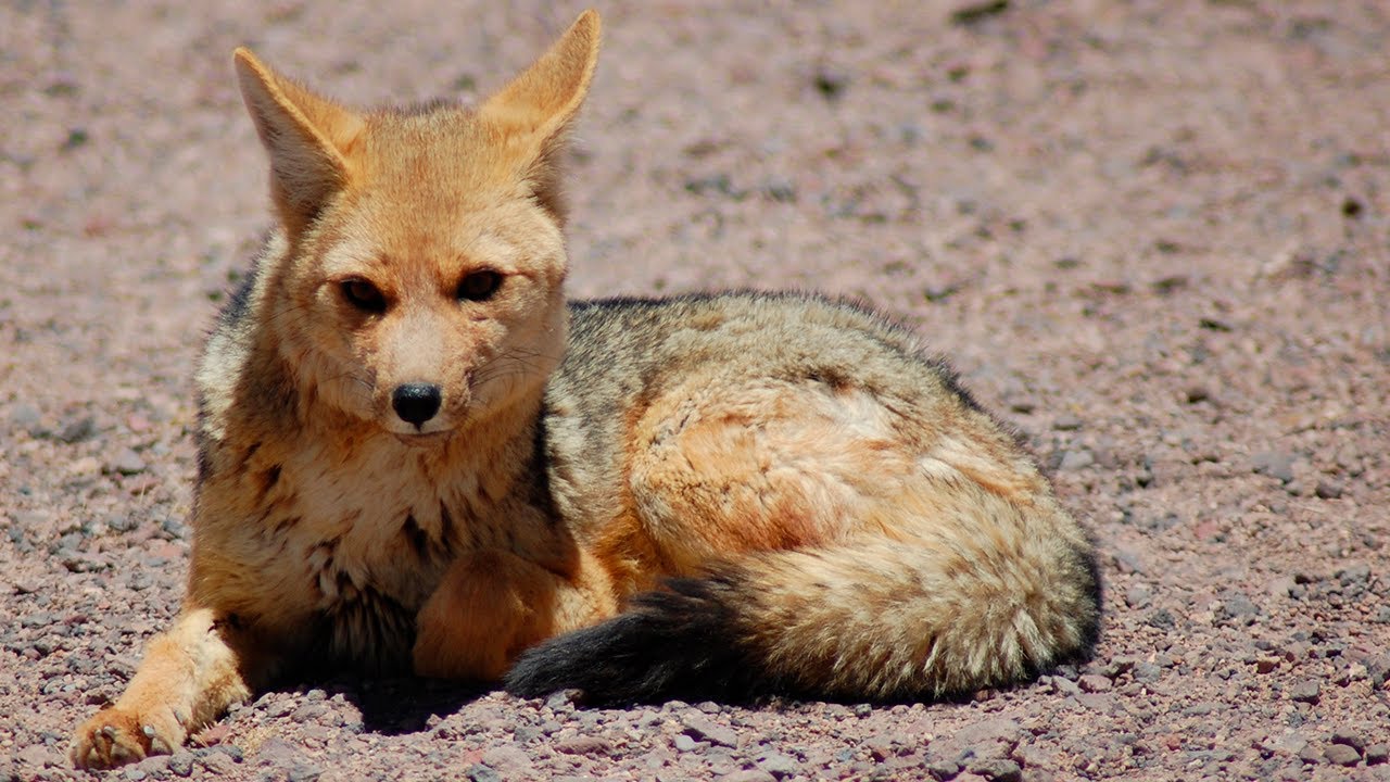 🦊 Zorro Gris: El más PEQUEÑO de los ZORROS ARGENTINOS 🇦🇷 - Animales ...
