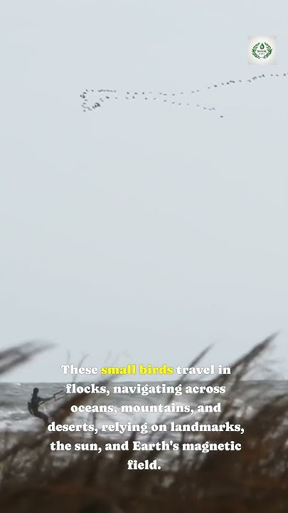 The Migration Journey of Swallows #shorts - YouTube