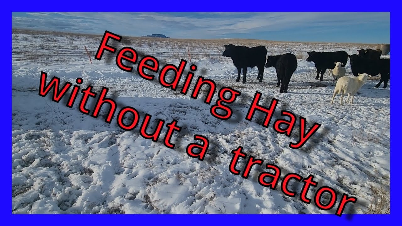 Hay-Feeding Hacks: without a Tractor #katahdinhairsheep#Regenerative ...