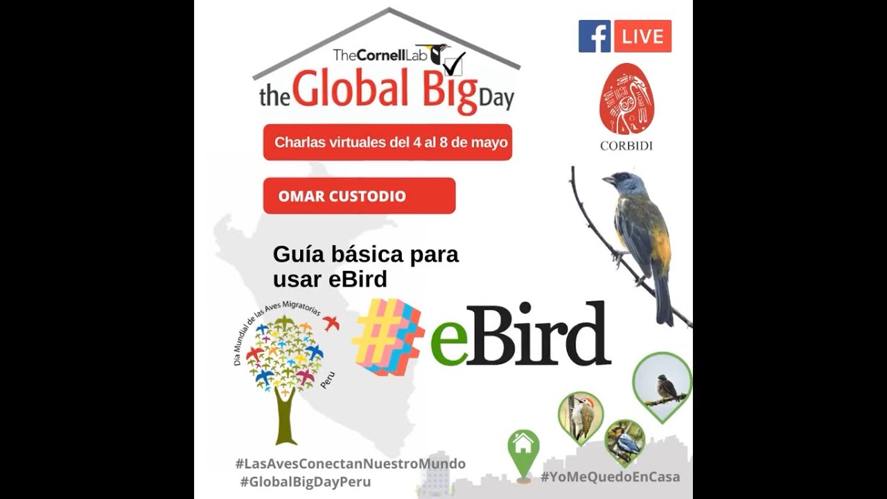 Guía de uso de eBird - Global Big Day 2020 - YouTube