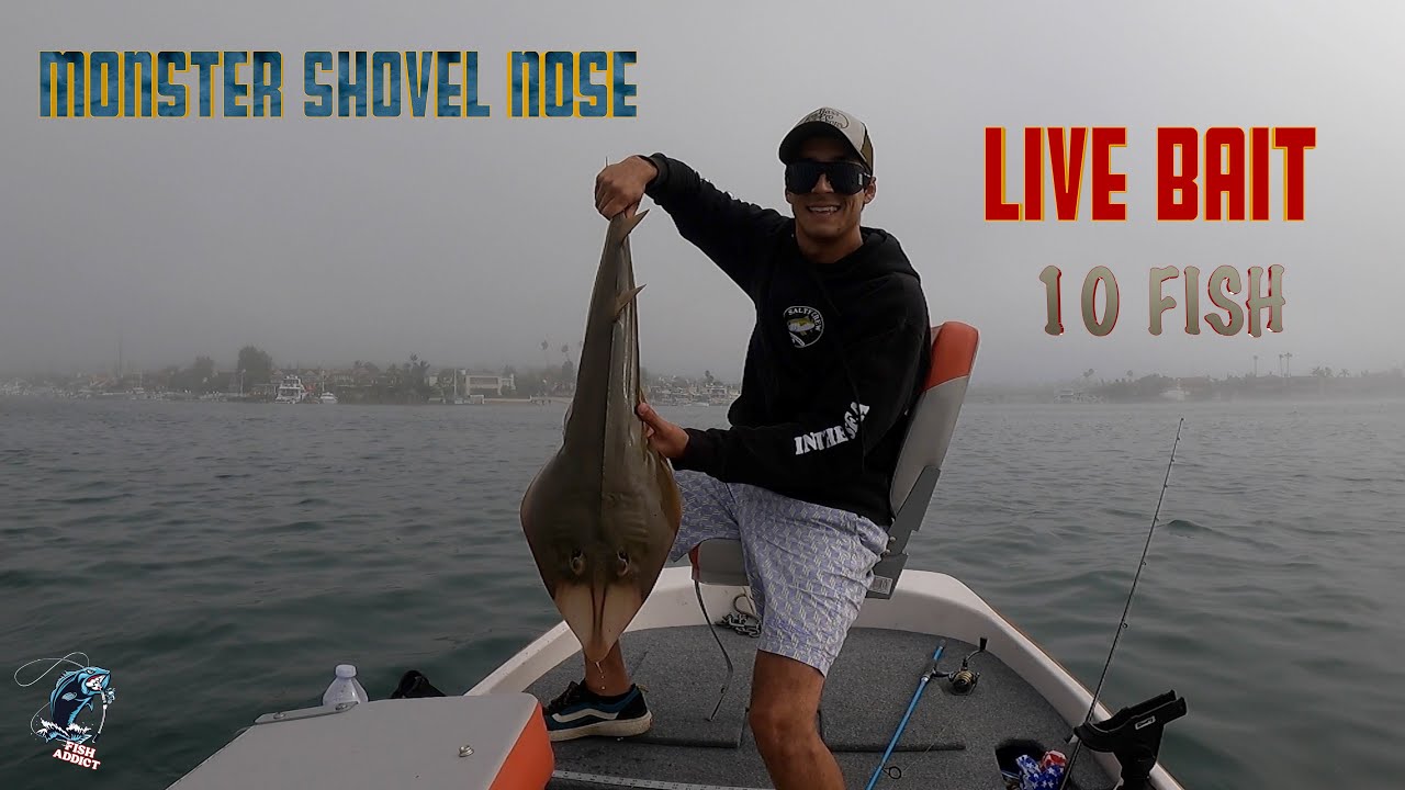 How to catch fish using LIVE BAIT! Catching 10 FISH Harbor fishing ...