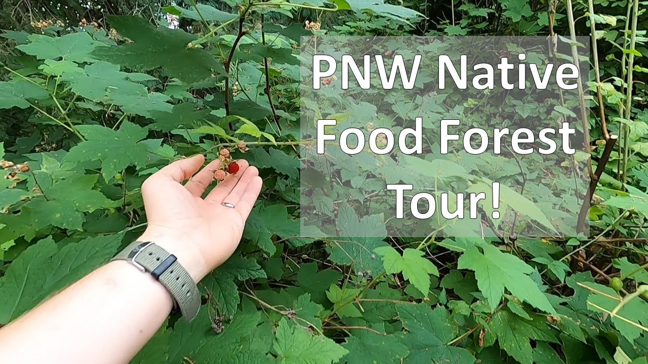 PNW Native Food Forest Tour | Native Plants - YouTube