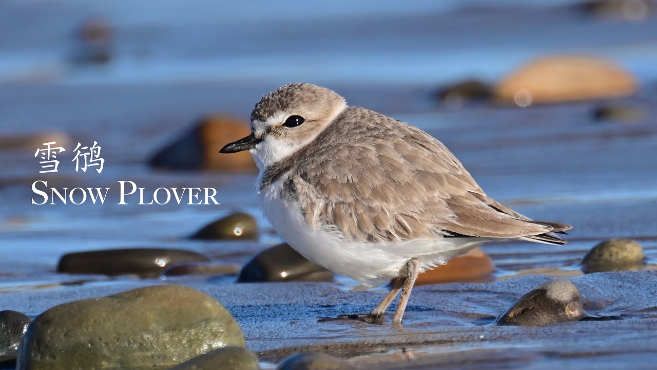 雪鸻 Snow Plover - YouTube