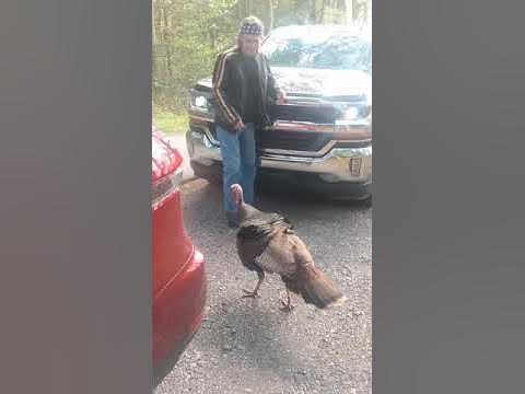 turkey Tommy - YouTube