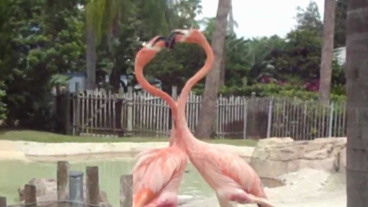 SEA WORLD ORLANDO - Crazy Pink Flamingos Fighting! ⭐ - YouTube