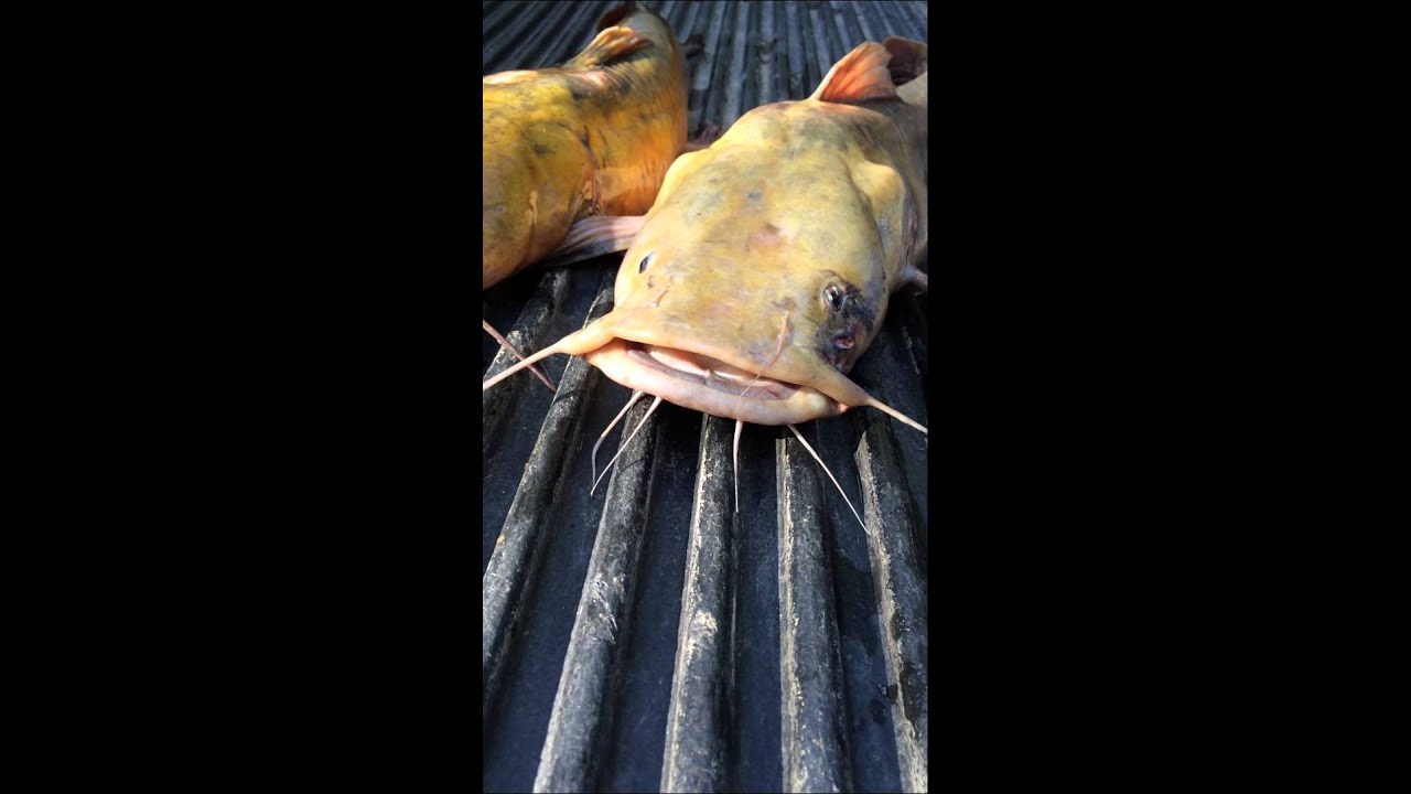 Happy Birthday-Singing Catfish - YouTube