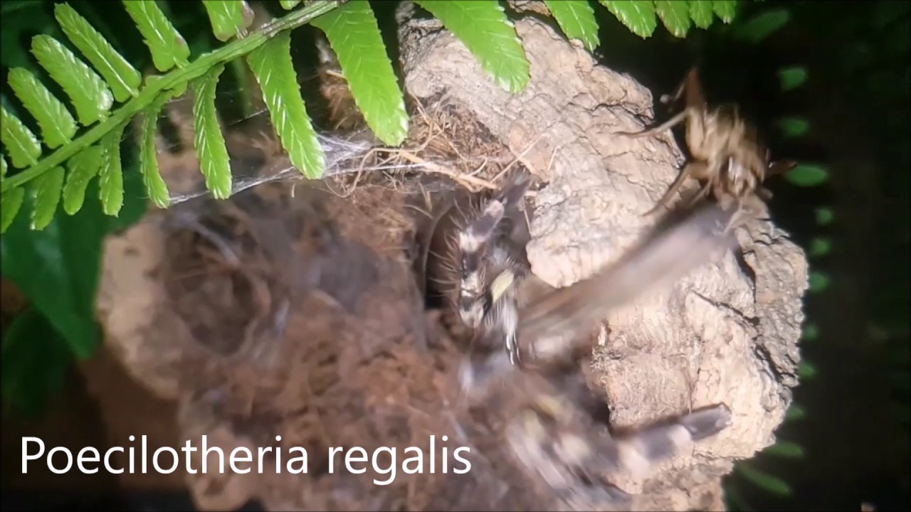Poecilotheria regalis Slowmotion - YouTube