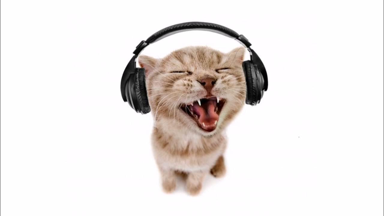 кот в наушниках говорит рандомные звуки Youtube