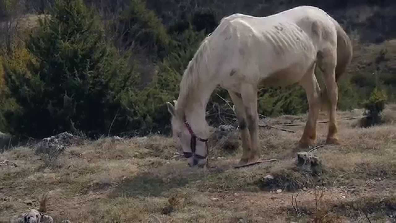 Konjički klub Javor, Ogorje 2 - YouTube