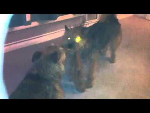 Terminator Dogs - YouTube