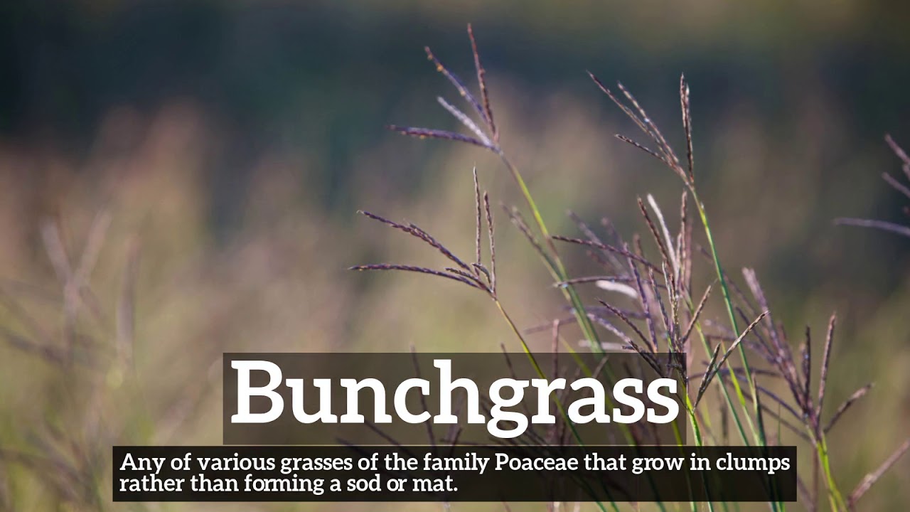 How to Say Bunchgrass in English? | How Does Bunchgrass Look? | What is ...