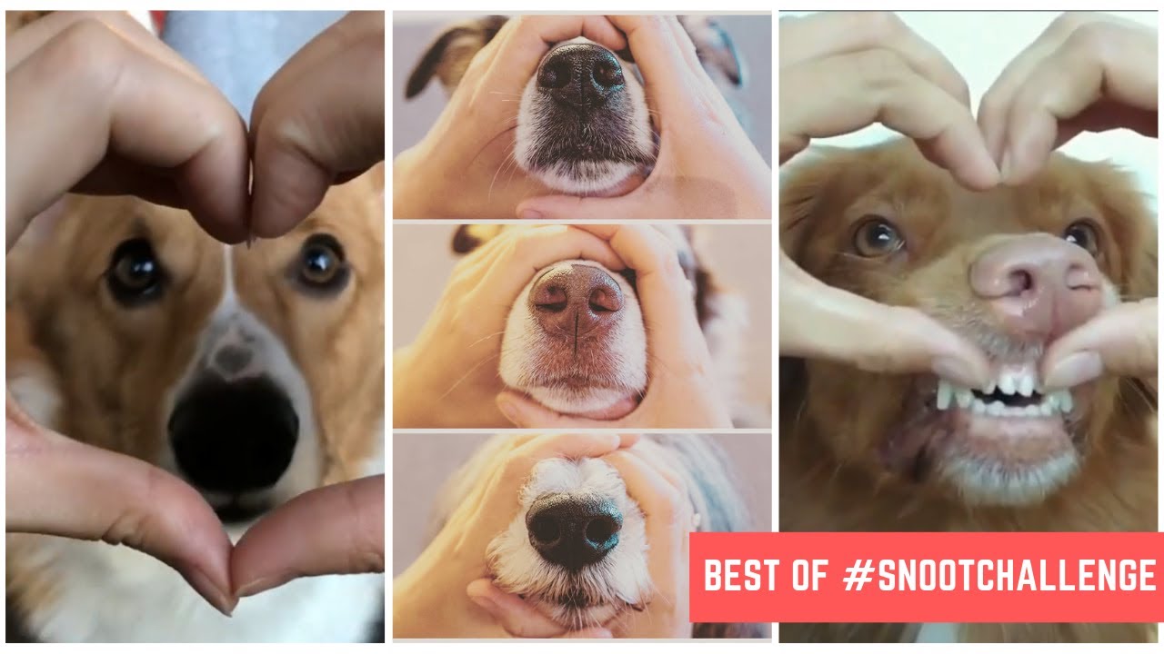 Cute Smart Dogs doing The Snoot Challenge 2019 compilation - YouTube