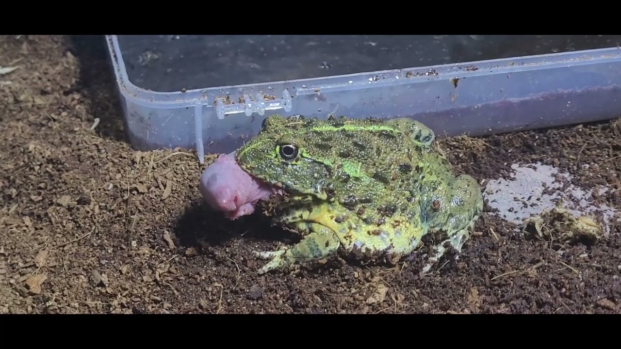 Pixie Frog Eats Pink Rat Backwards / Warning Live Feeding - YouTube