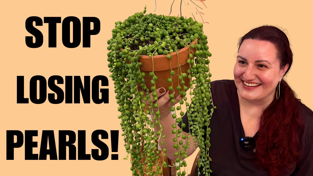 How to Repot String of Pearls - YouTube