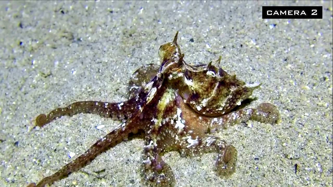 1 dive in redondo harbor canyon - YouTube