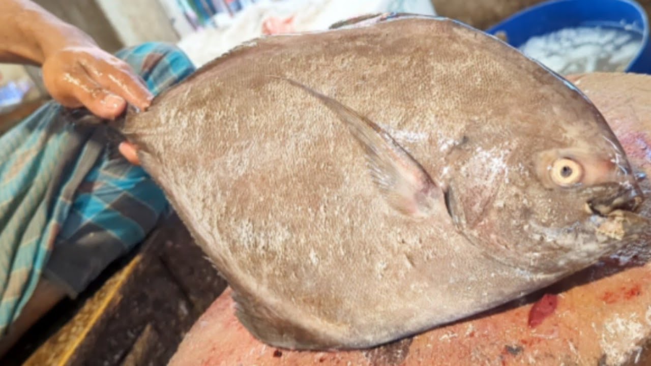 Amazing Big Black Pomfret fish Cutting Skills In Bangladesh Fish market ...