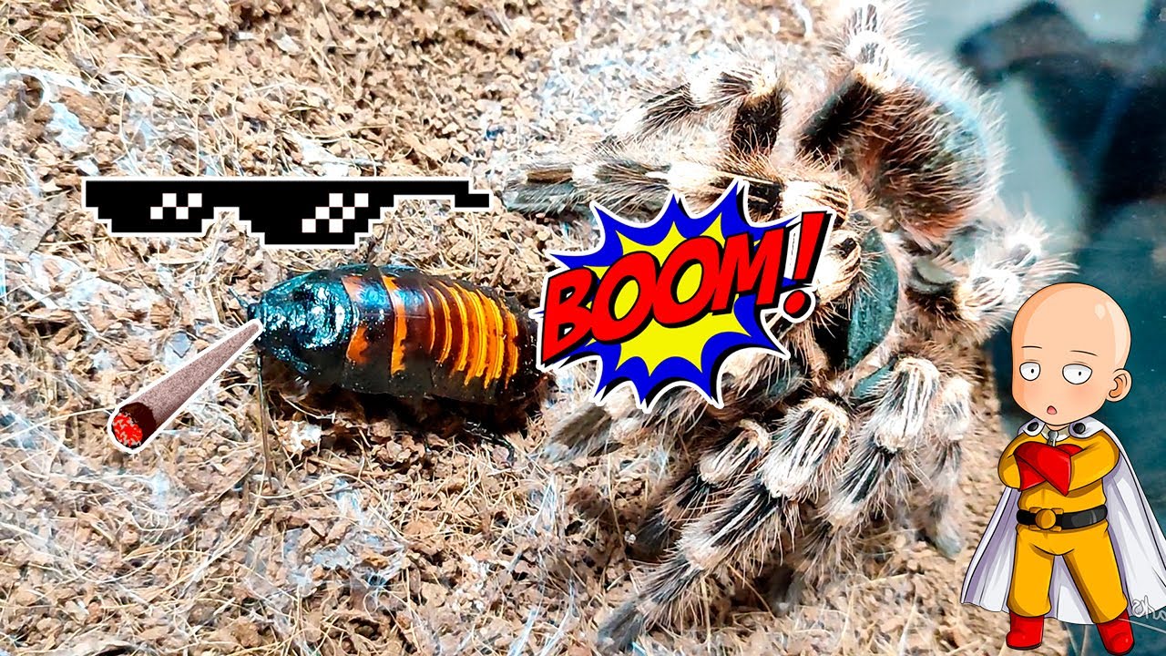 Spider Afraid of Cockroach - YouTube