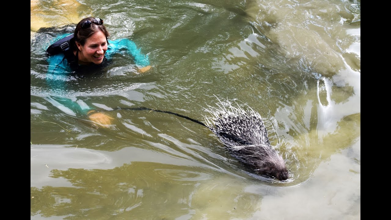 Swimming with a Porcupine - YouTube