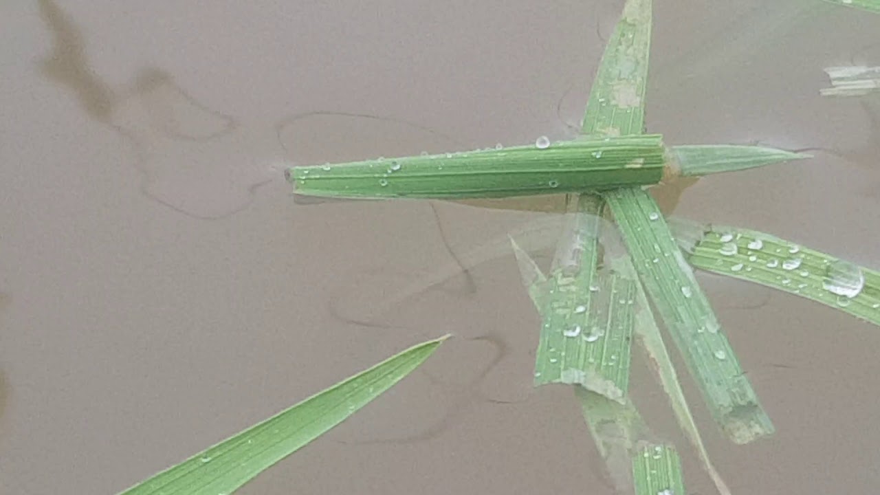 Rice Case Worm!!! - YouTube