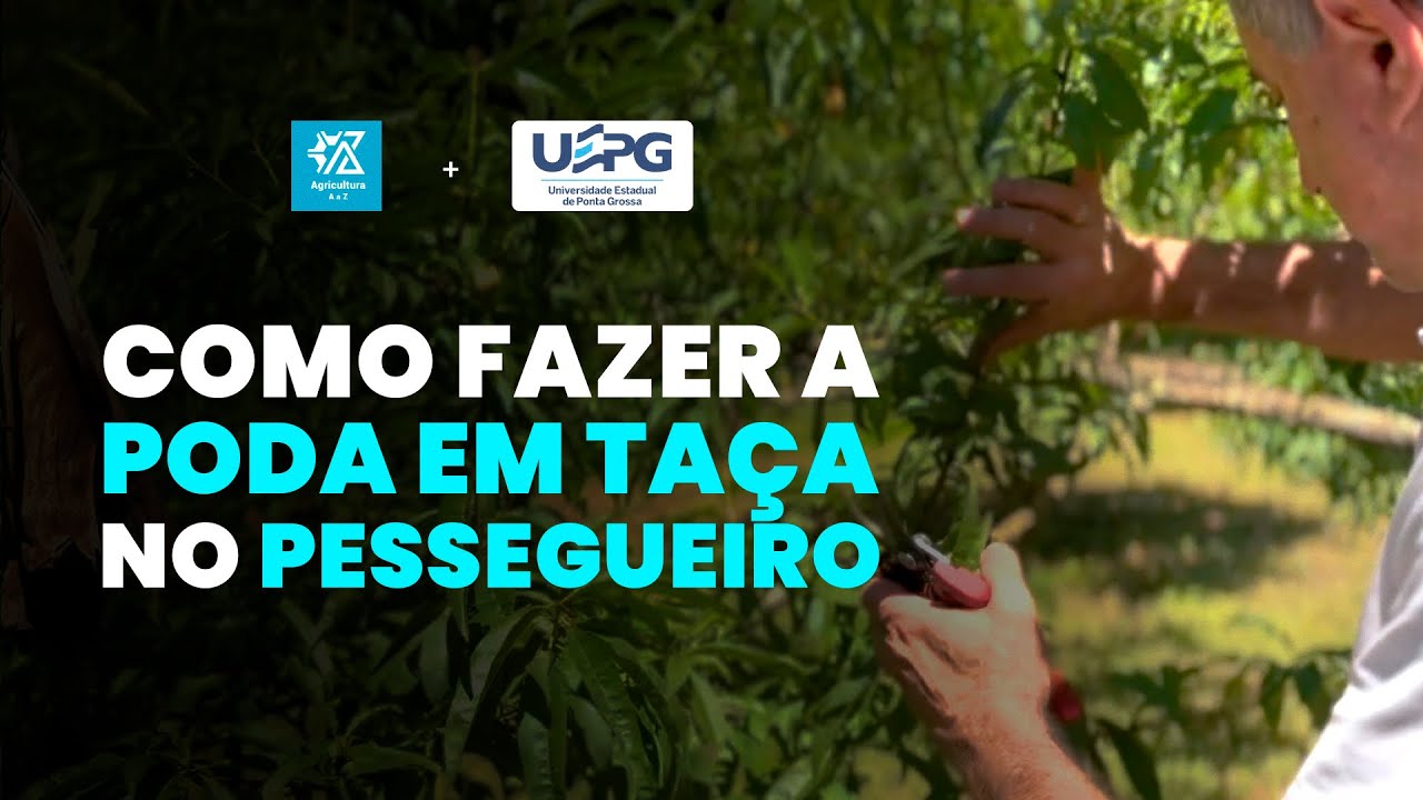 SAIBA COMO PODAR O PESSÊGO EM FORMATO DE TAÇA - YouTube