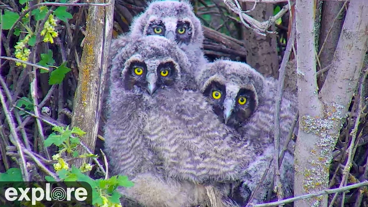 Never Stop Learning - 5 Interesting Owl Facts - YouTube