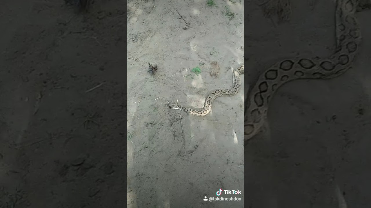 Snake vs snake - YouTube