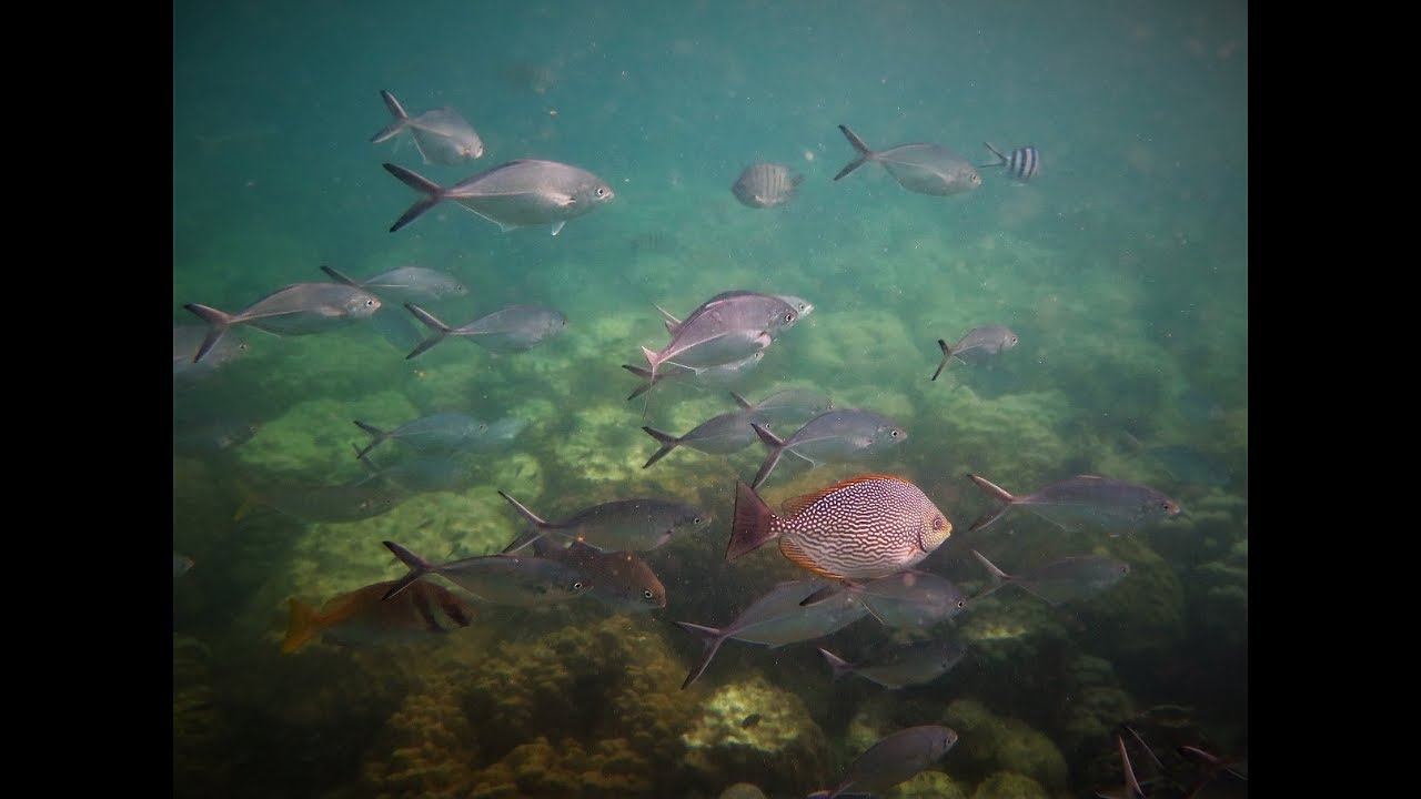 Snorkeling @ Koh Sak - YouTube